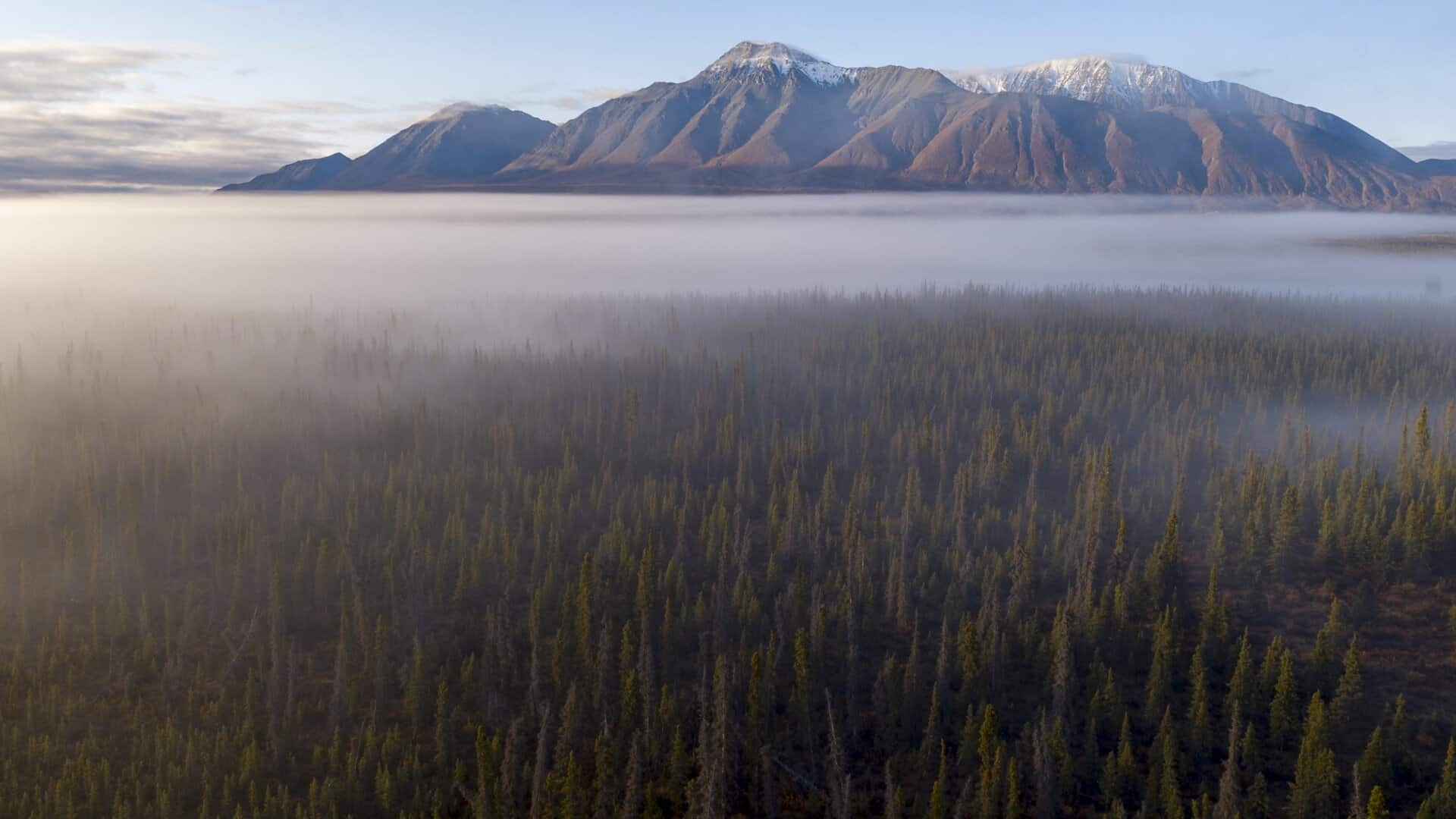 Borealis | Film Distributors | Berta Film